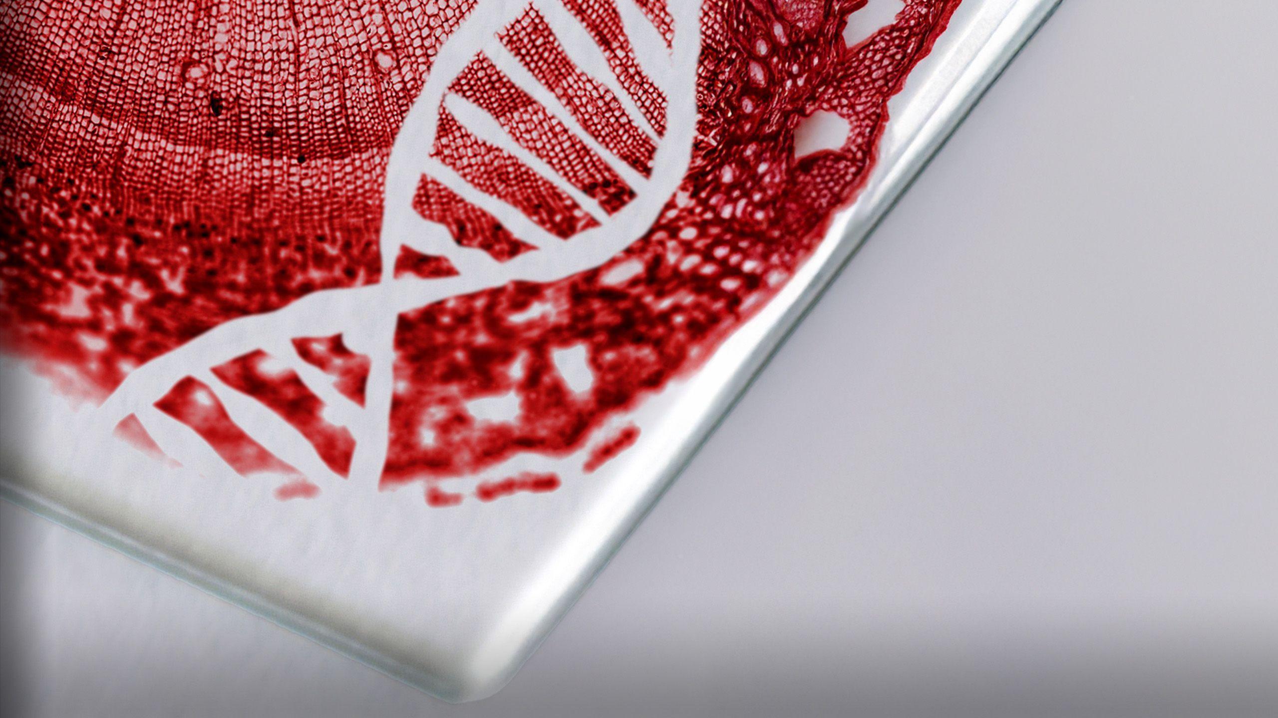 Bloodline Detectives - Series 4 - Episode 3 - ITVX